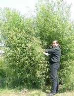 Phyllostachys decora óriásbambusz Bambusz bamboo
