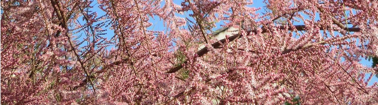 Kerti tamariska Tamarix tetranda