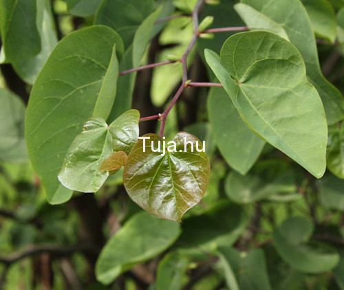 Júdásfa Cercis - Kerti fa Díszfa