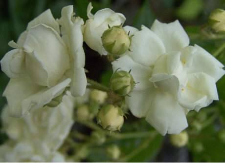 Rózsa Vadrózsa - Tearózsa Futórózsa Parkrózsa Rózsák