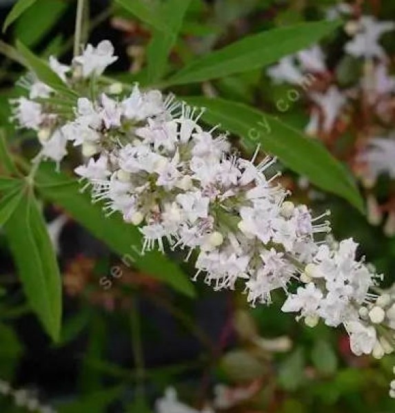 Fehér virágú barátcserje – Vitex agnus-castus Alba