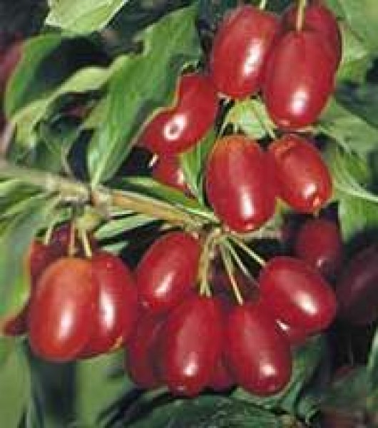 Húsos som Cornus mas 30 cm szabad gyökerű vadgyümölcs