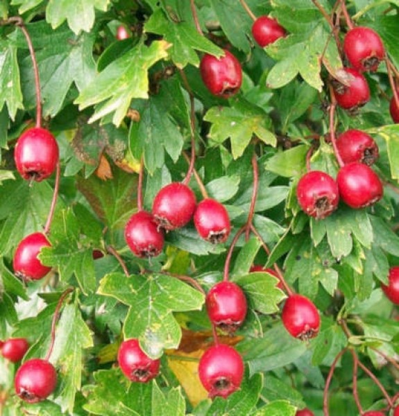 Egybibés galagonya Crataegus monogyna