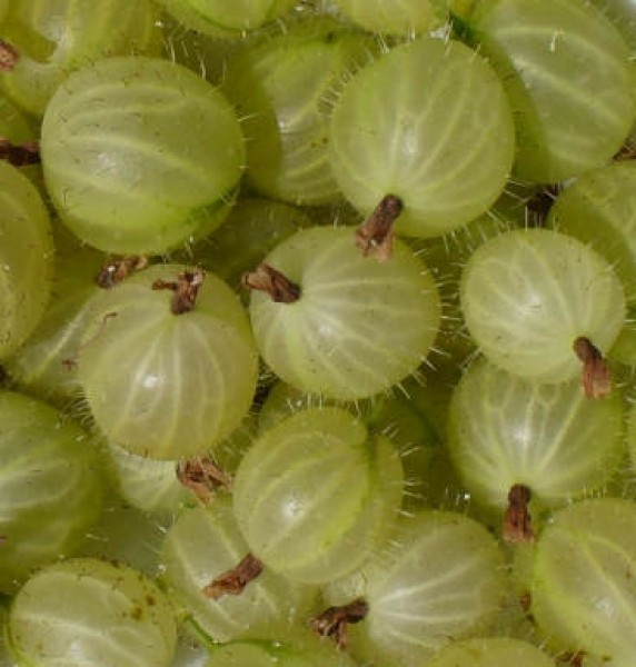 Zöld győztes egres szabadgyökeres