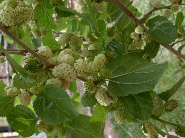 Fehér eperfa Morus alba szabadgyökerű facsemete