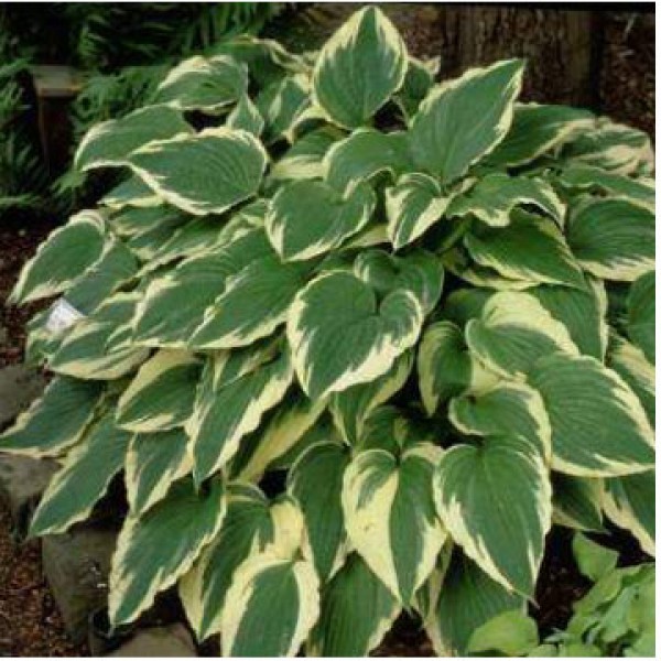 Hosta Moerheim – Fehér levélszélű árnyékliliom - Wiandt Kertészet