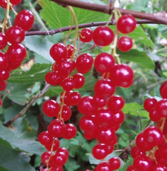 Fertődi hosszúfürtű Pirosribizli