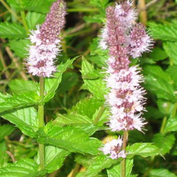 Fodormenta Mentha spicata cserepes fűszernövény