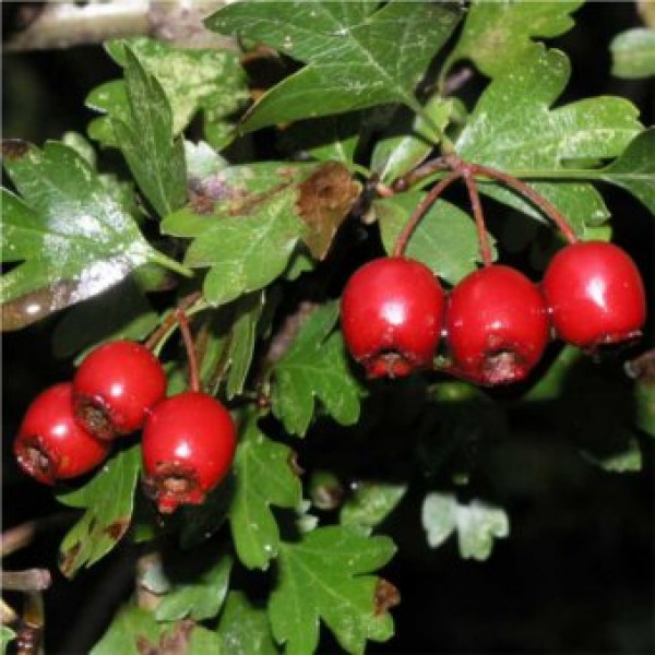 Egybibés galagonya Crataegus monogyna