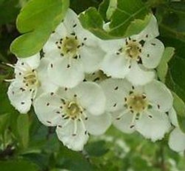 Egybibés galagonya Crataegus monogyna
