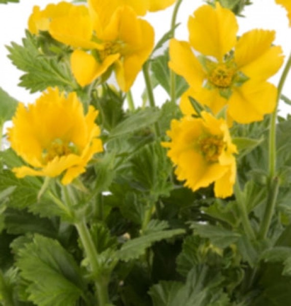 Gyömbérgyökér sárga - Geum coccineum Tossai yellow