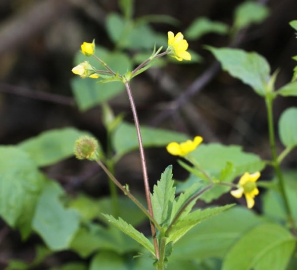 Gyömbérgyökér sárga - Geum coccineum Tossai yellow