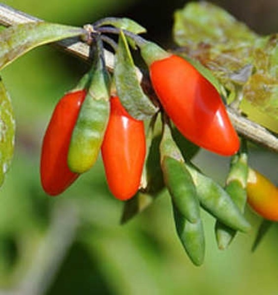 Goji bogyó Lycium barbarum