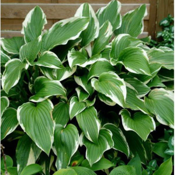 Hosta Moerheim – Fehér levélszélű árnyékliliom - Wiandt Kertészet