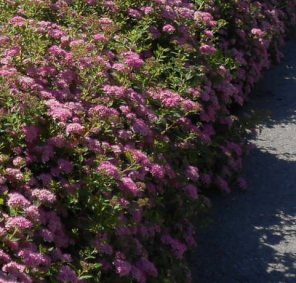 Törpe japán gyöngyvessző, Spiraea japonica Little Princess