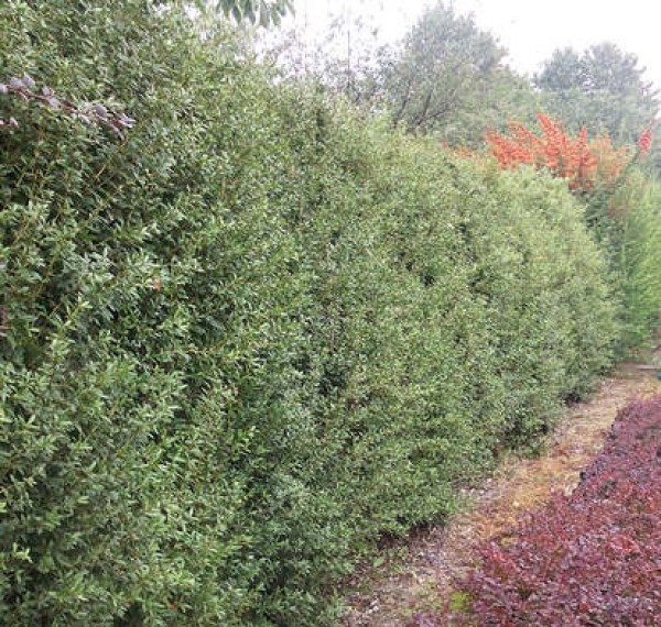 Júlia borbolya - Berberis julianae