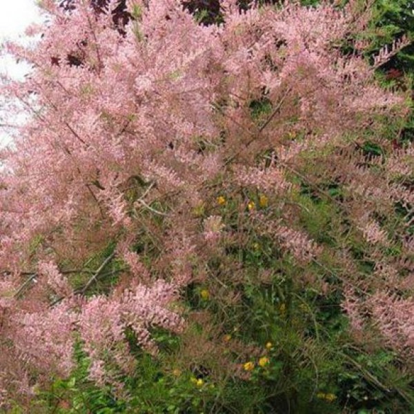 Kerti tamariska Tamarix tetranda cserepes sövény cserje