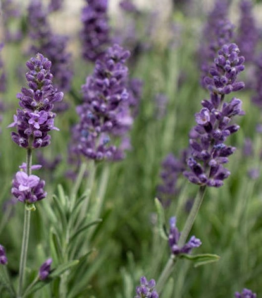 Keskenylevelű (angol) levendula - Lavandula angustifolia Dwarf Bluue