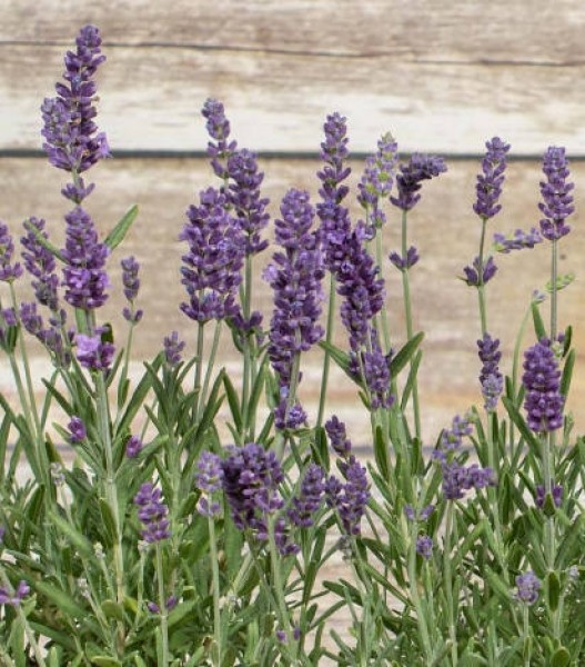 Keskenylevelű (angol) levendula - Lavandula angustifolia Dwarf Bluue