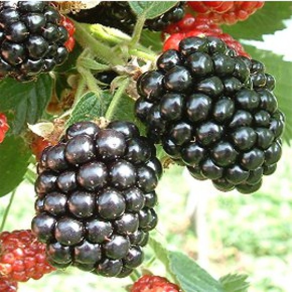 Loch Ness szeder - cserepes