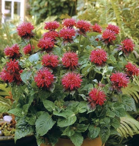 Méhbalzsam Monarda Gardenview Scarlet