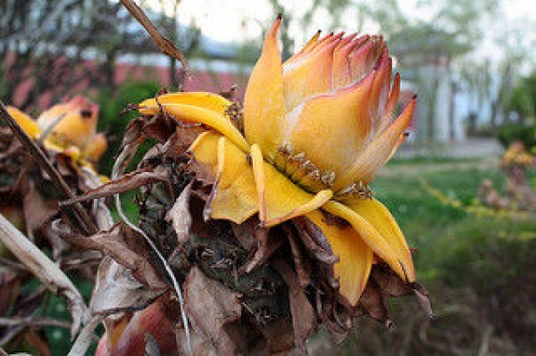 Arany lótusz banán - Musella lasiocarpa