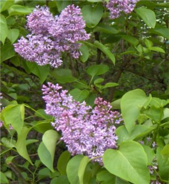 Orgona - Syringa vulgaris