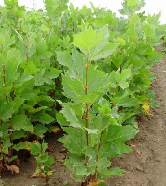 Platánfa Platanus acerifolia facsemete 80-100 cm