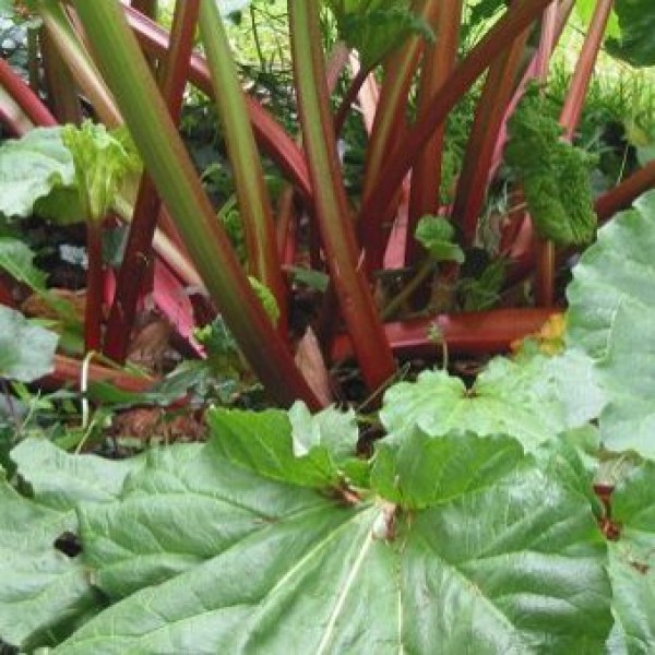 Rebarbara - Rheum rhabarbarum, gyógynövény, zöldségnövény
