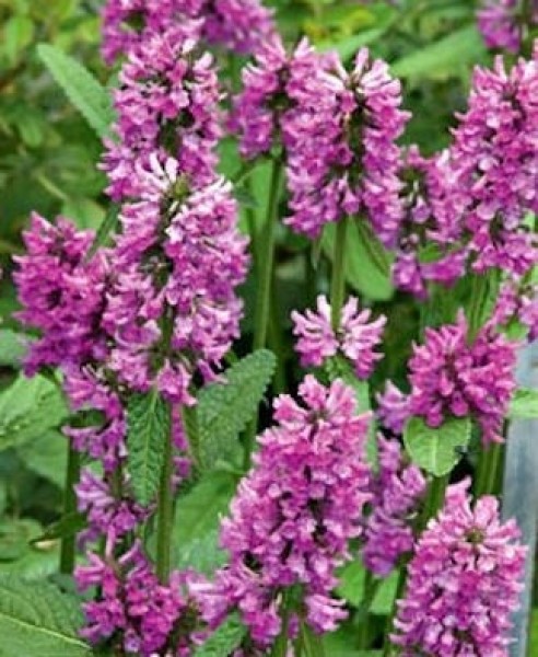 Nagyvirágú tisztesfű - Betonica officinalis Hummelo Stachys