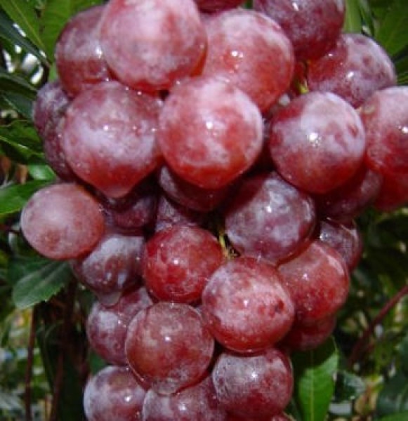 Cardinal csemegeszőlő oltvány szabad gyökerű szőlő