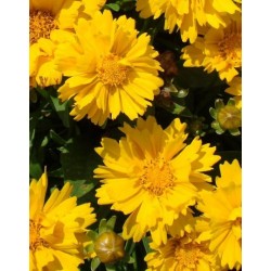 Nagyfészkű menyecskeszem – Coreopsis grandiflora Illico