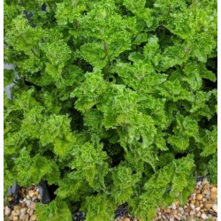 Fodormenta Mentha spicata cserepes fűszernövény