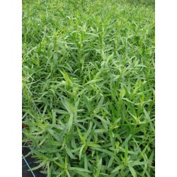 Francia tárkony Artemisia dranunculus fűszernövény cserepes